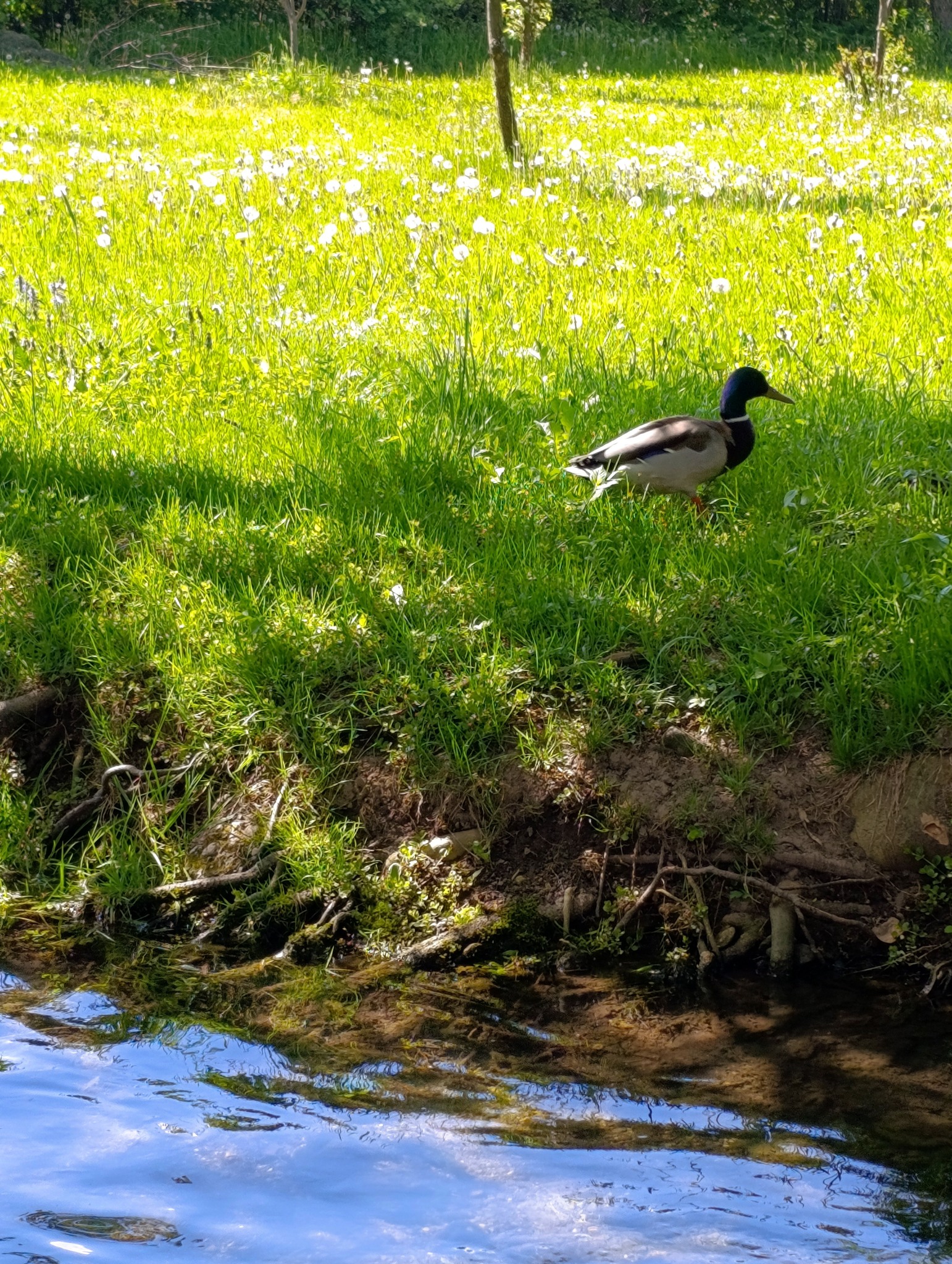 Bugojno jutros najhladniji grad: 4 stepena C u 8:00 sati - RTV Bugojno